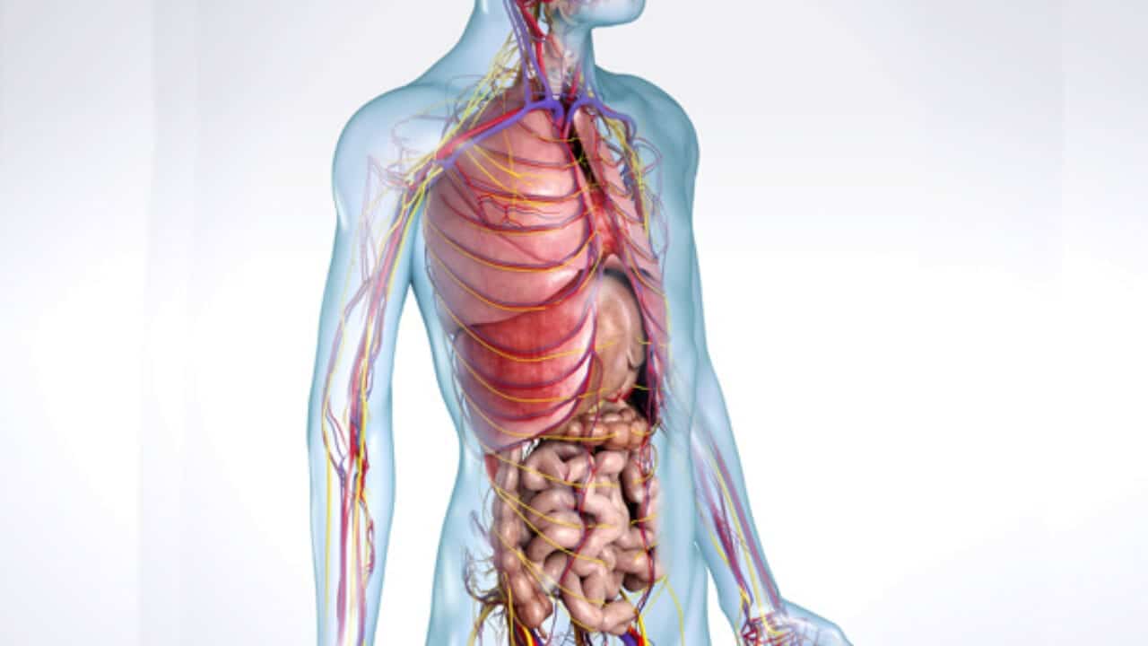 14 datos sobre la anatomía básica - 2025